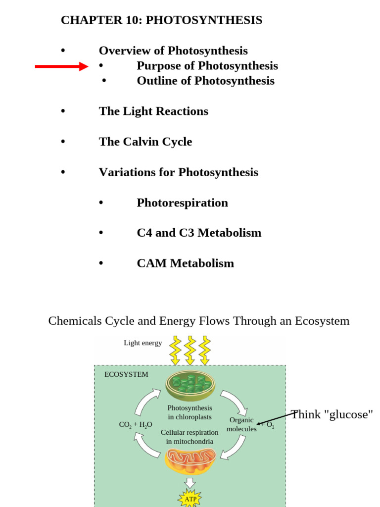 Biol 1 Chapter 10 Photosynthesis | PDF | Photosynthesis | Chlorophyll