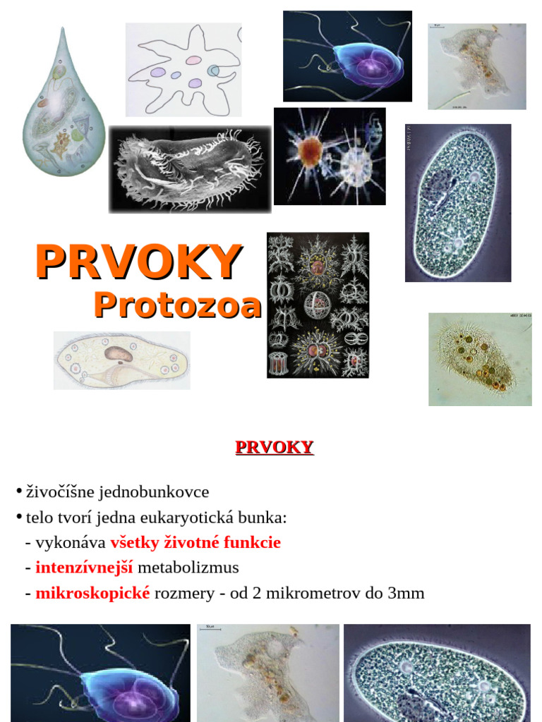 PRVOKY - Ok | PDF