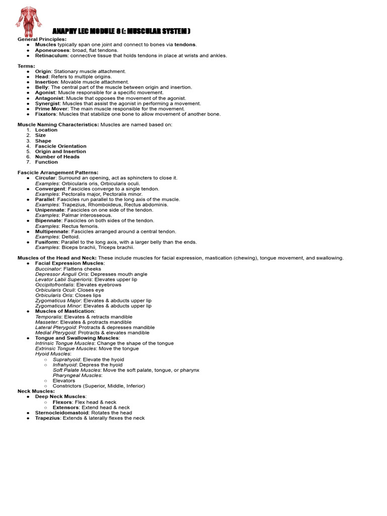 Anaphy Lec Module 8 (Muscular System) | PDF | Human Leg | Anatomical ...