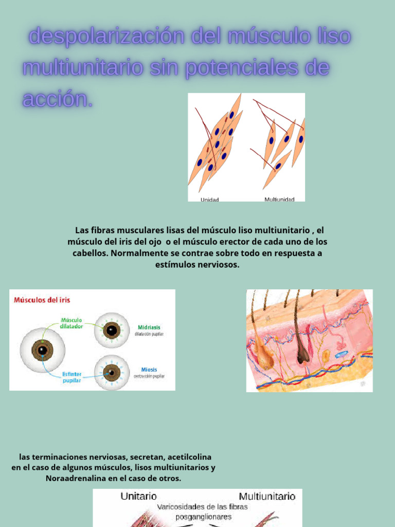 Copia de Despolarización Del Músculo Liso Multi Unitario Sin ...