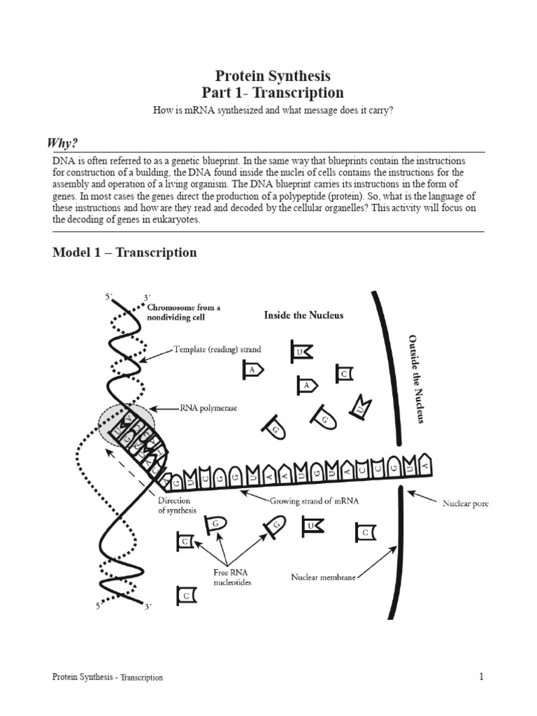 Hudson K - Protein Synthesis-Transcription POGIL | PDF | Rna | Dna