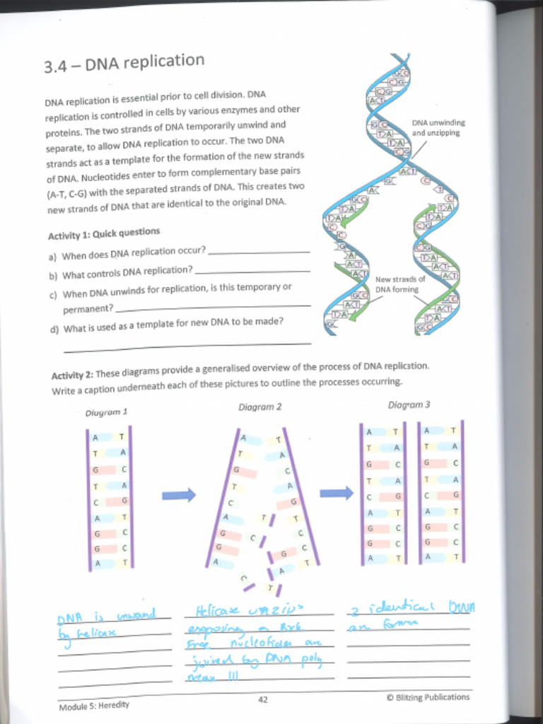 DNA Replication | PDF