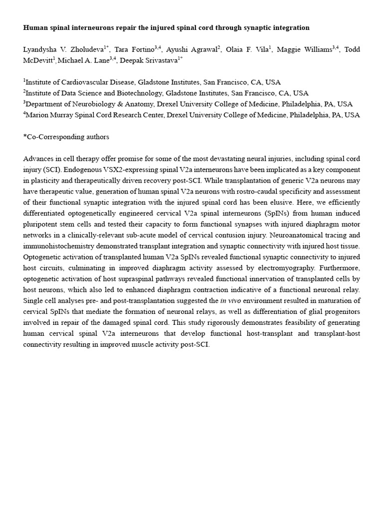 Human Spinal Interneurons Repair | PDF | Neuroplasticity | Neuron