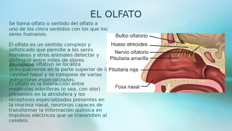 El Olfato | PDF