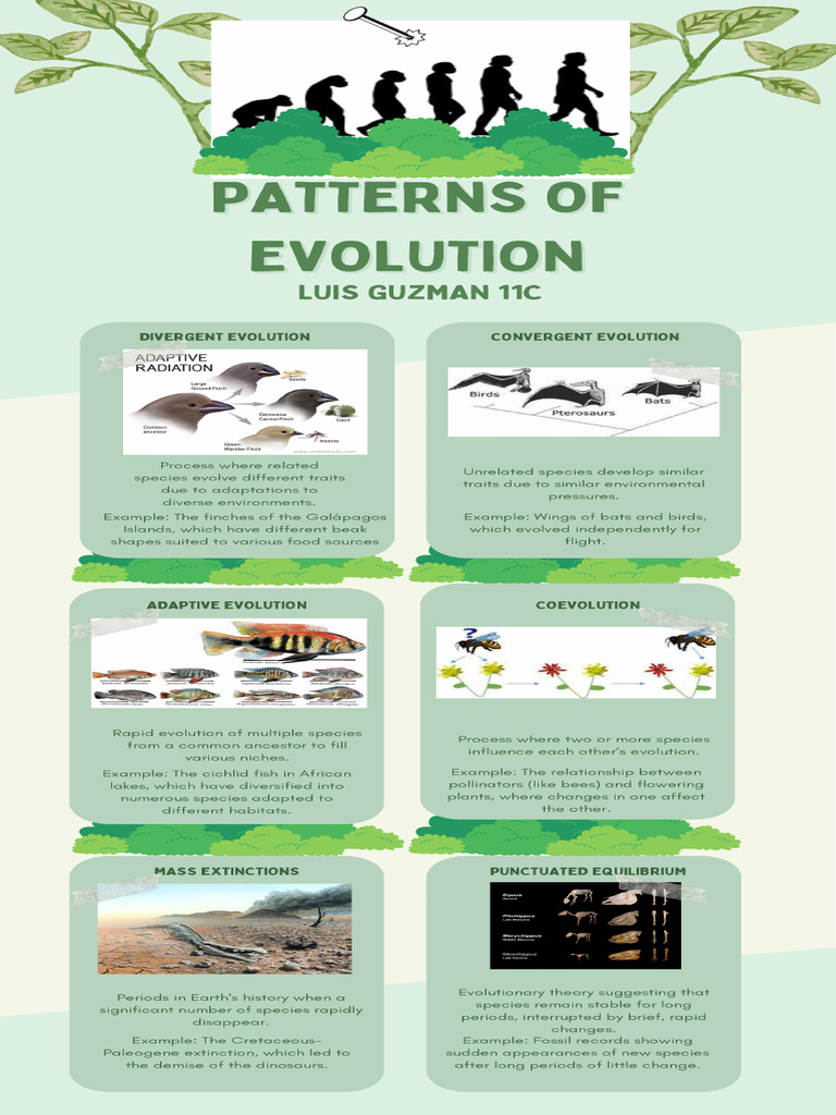 Patterns of Evolution | PDF