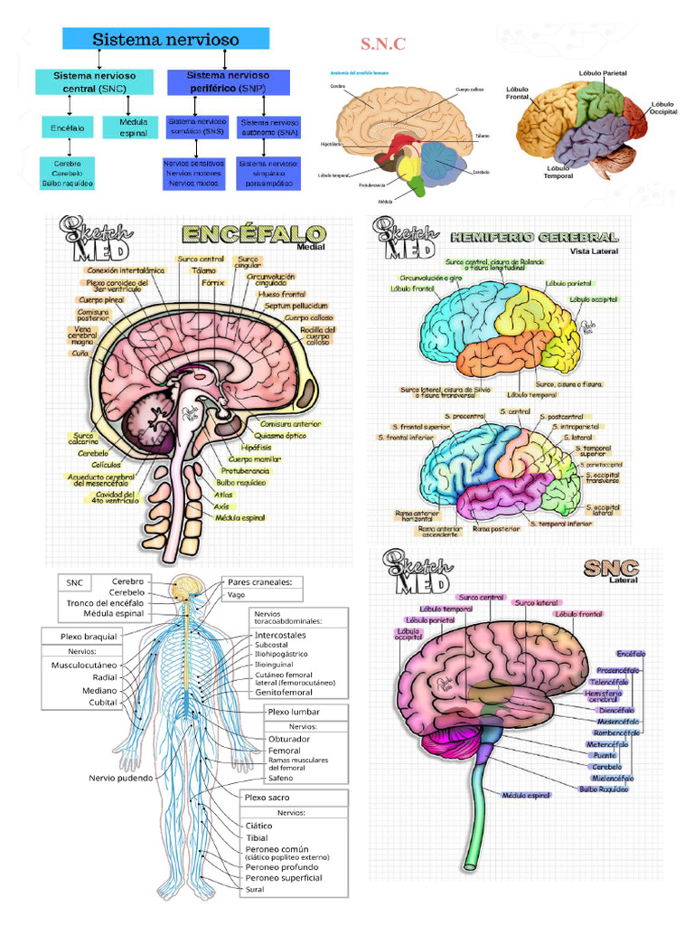 IMPRIMIR SNC y SNP | PDF