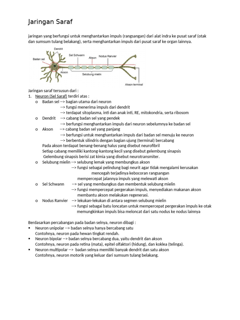 Jaringan Hewan - Saraf | PDF | Sains & Matematika