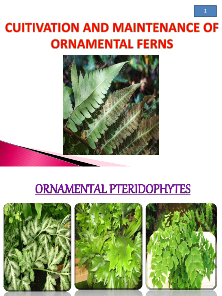 Ferns in Landscaping | PDF | Fern | Plants