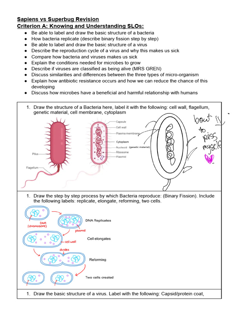 Virus Structure and Replication Overview | PDF | Virus | Bacteria