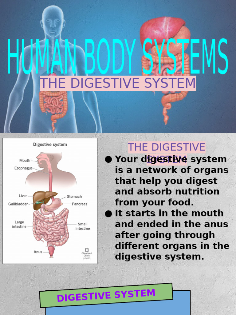 Handmade Digestive System Model Guide | PDF | Digestion ...