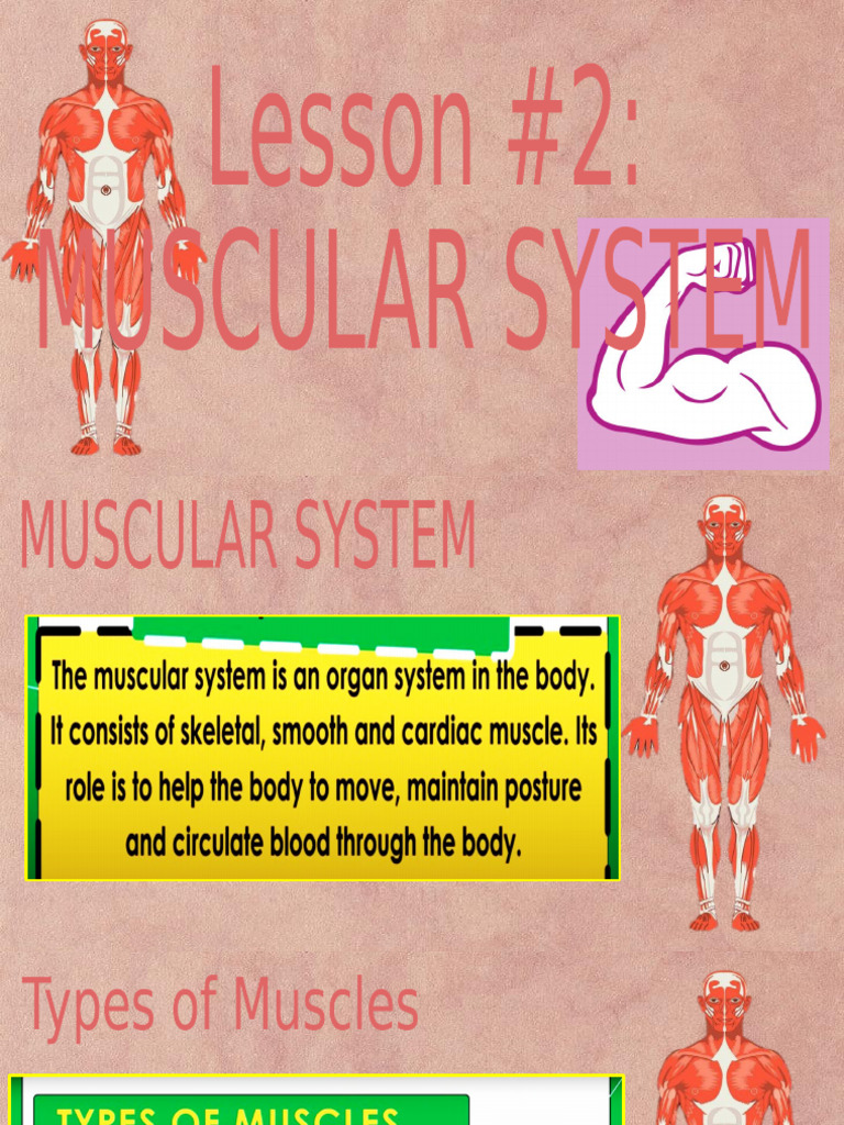 Types and Functions of Muscle Tissue | PDF | Wellness