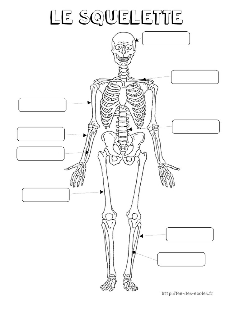 Étiquetage du squelette humain | PDF | Sciences sociales | Histoire