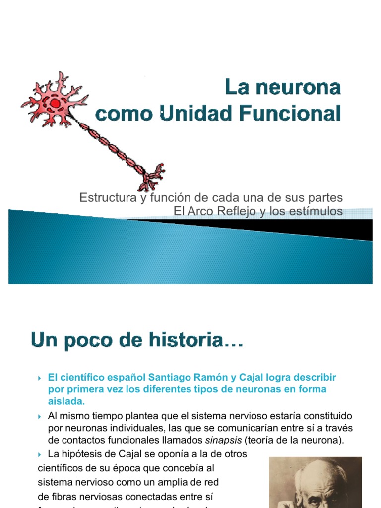 La estructura y función de las neuronas y el arco reflejo: Una descripción detallada de las ...