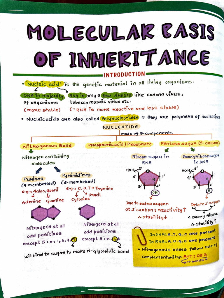 Molecular Basis of Inheritance by Vipu Bhaiya | PDF | Genetics ...