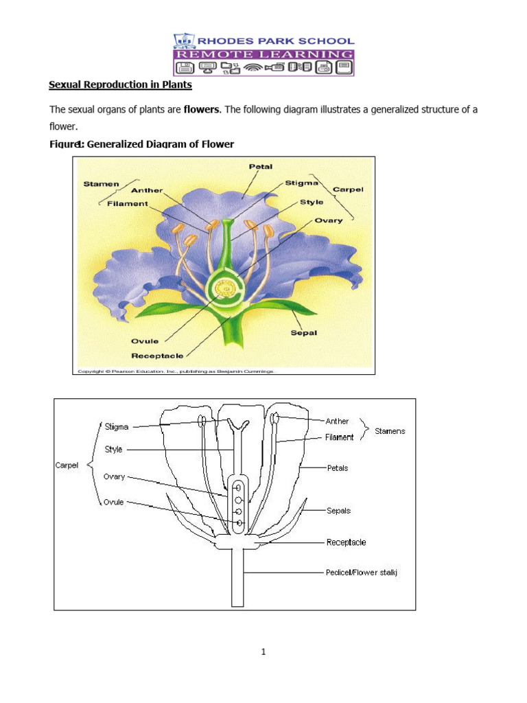 Sexual Reproduction in Plants - Lesson Notes | PDF | Flowers ...