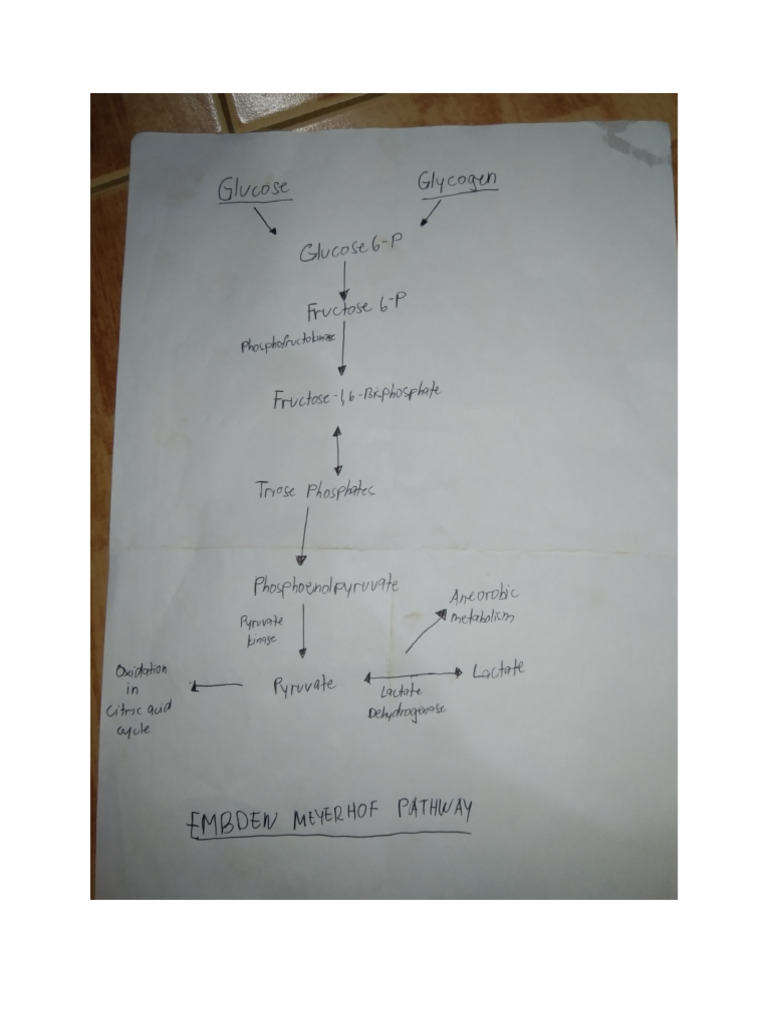 Biochem 1 | PDF | Science & Mathematics