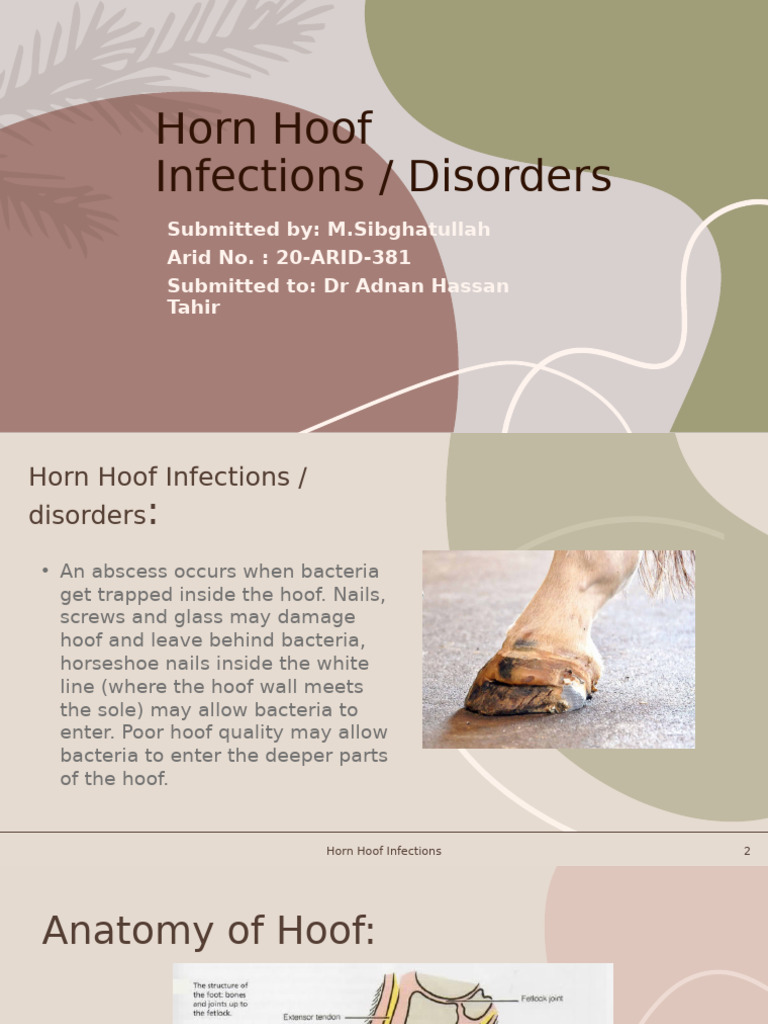 Horn Hoof Infection, M. Sibghatullah | PDF