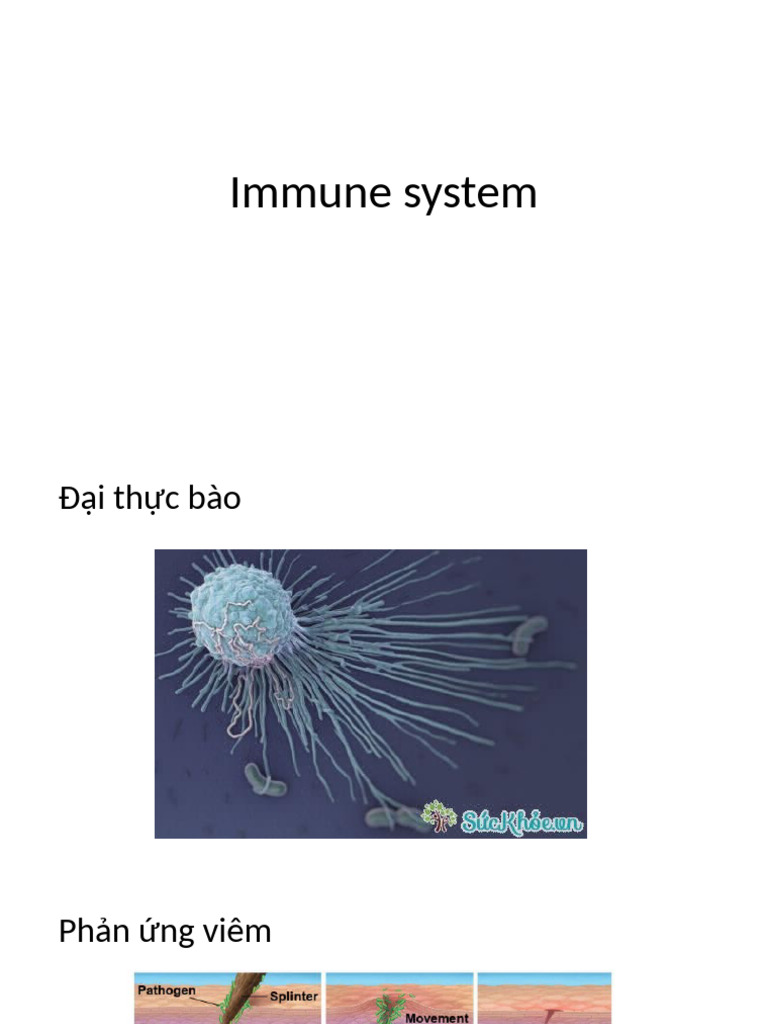 Immue System | PDF