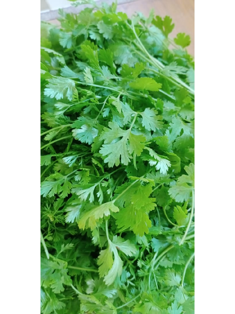 Coriander Leaves | PDF