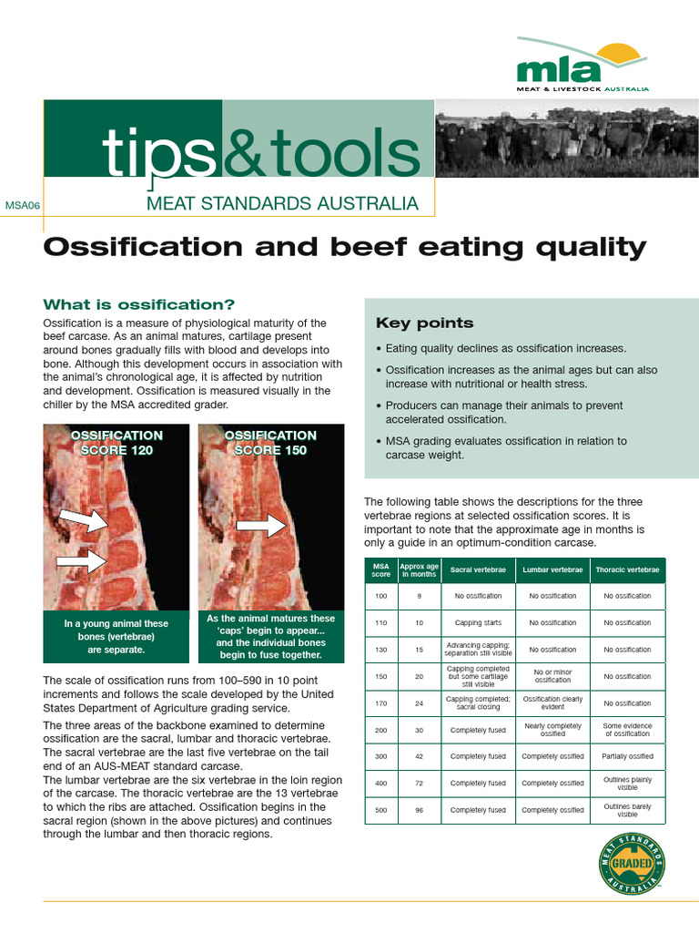 Msa Beefinfokit Tt6 Jul13 | PDF | Vertebra | Cattle