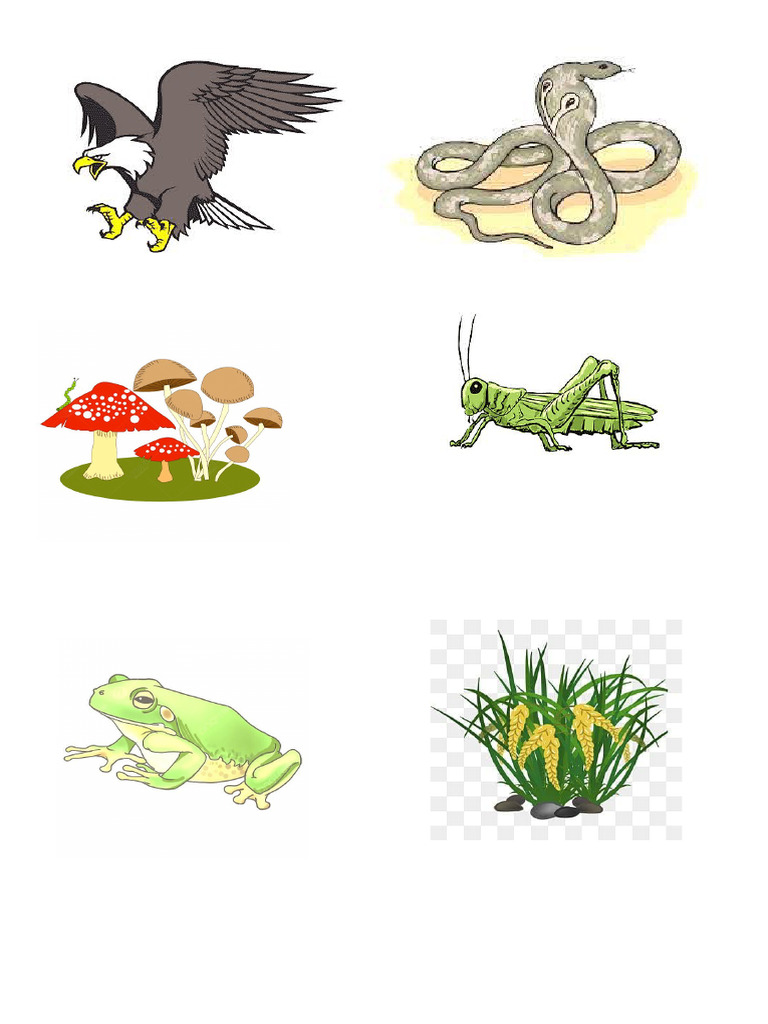 Gambar Rantai Makanan | PDF