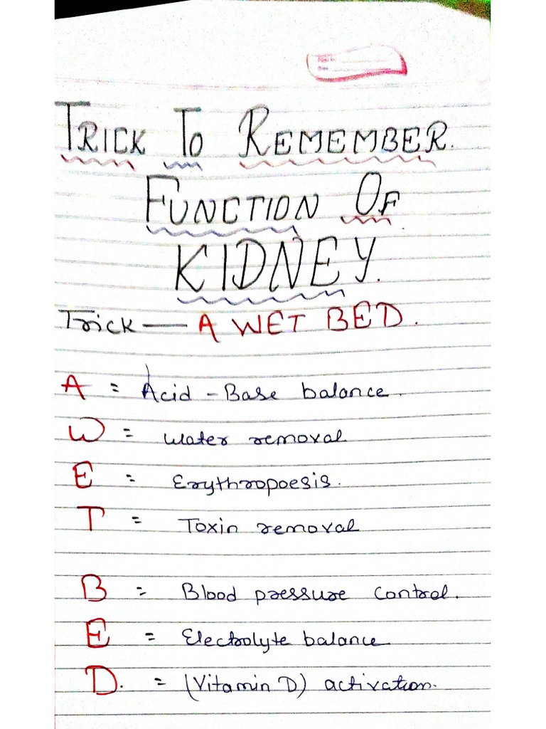 Trick To Remember Functions of Kidney | PDF
