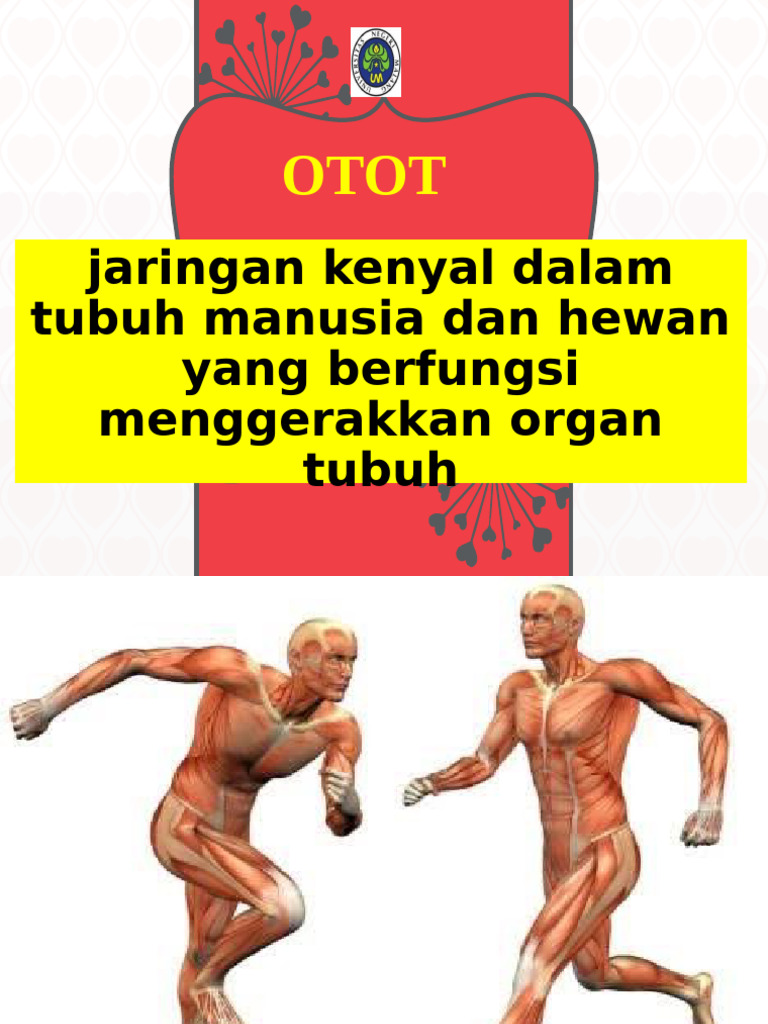 5. serabut otot | PDF