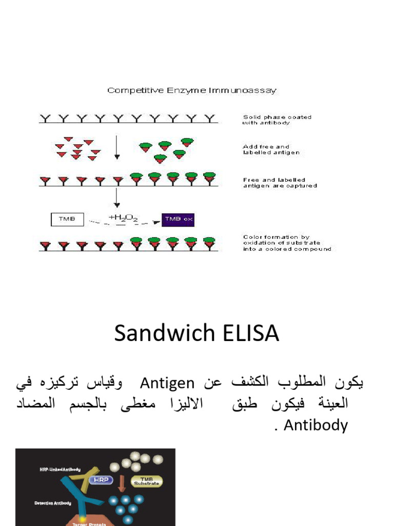 Elisa 2 | PDF