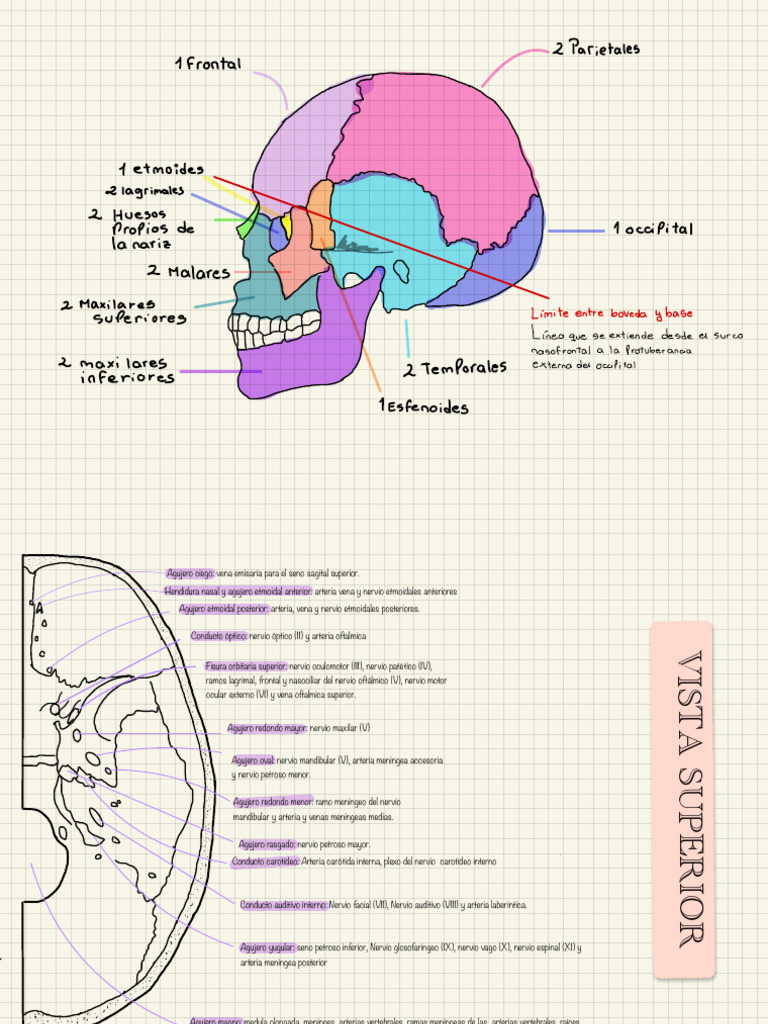 Craneo Y Cara. Agujeros de Base de Craneo | PDF | Cabeza y cuello humanos | Sistema esquelético