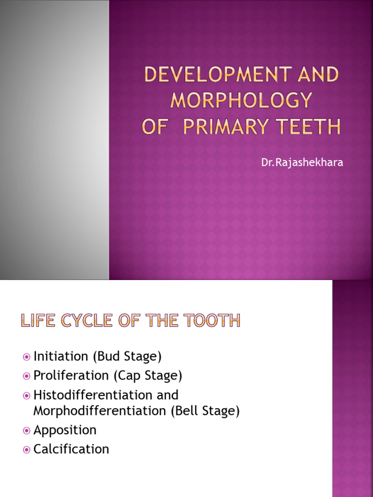 Development and Morphology | PDF | Tooth Enamel | Dental Anatomy