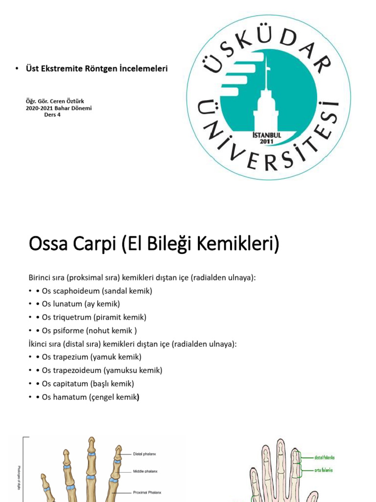 4 Ders Ust Ekstremiteler 4 Bolum | PDF