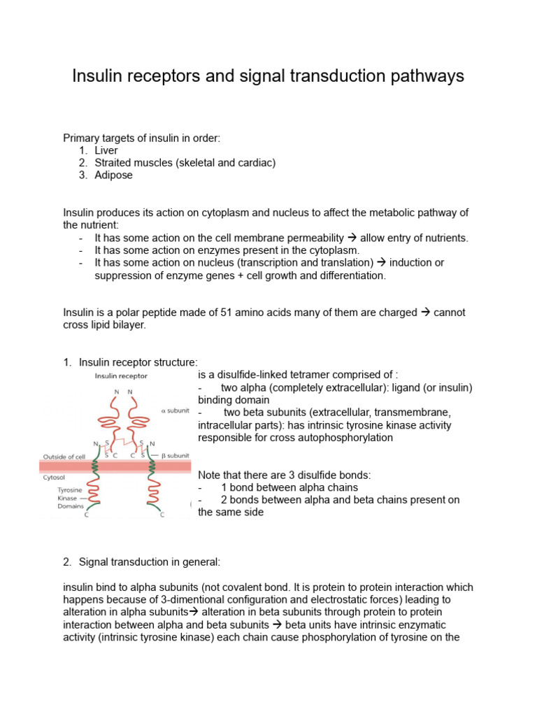 Insulin Signal Transduction Pathways | PDF | Promoter (Genetics) | Kinase