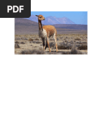 La Parihuana o Flamenco Andino | PDF | Aves holarctic | Ornitología