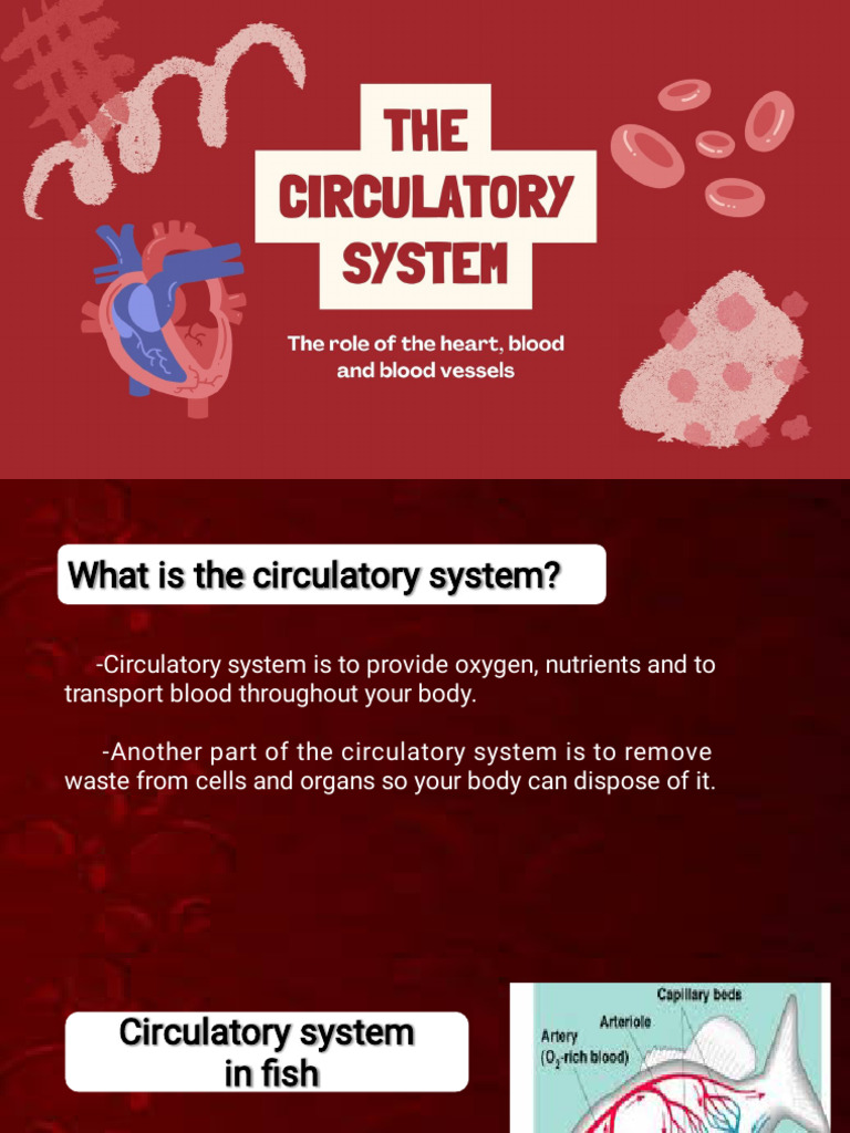 Ppt Chapter 12 Circulatory System Powerpoint Circulatory System Ppt