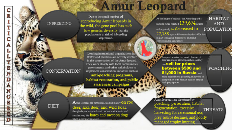 AMUR LEOPARD | PDF | Leopard | Poaching