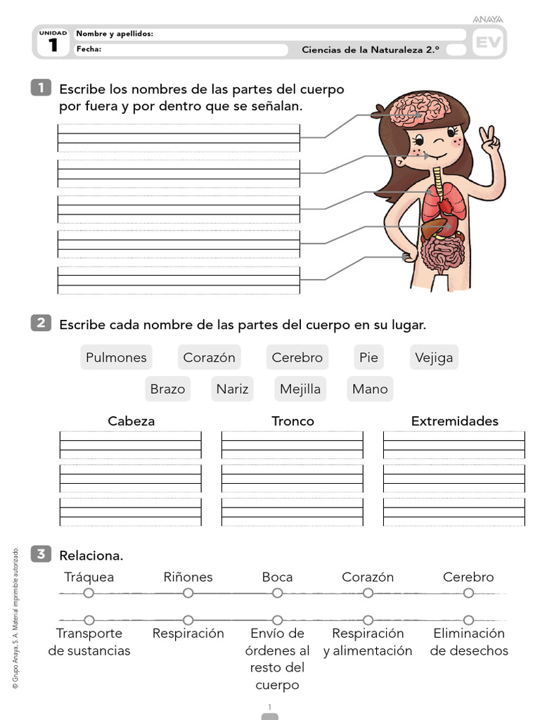 Unit 1 Body | PDF | Anatomía humana | Sistema musculoesquelético