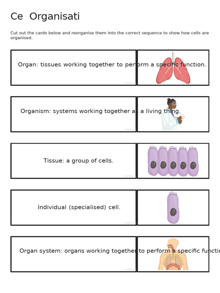 t4 SC 129 ks4 Cell Organisation Sequencing Cards | PDF | Philosophy ...
