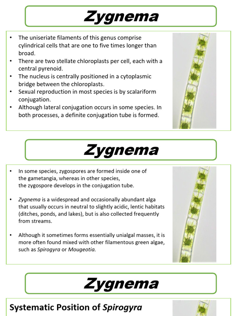 Zyg Nema | PDF | Chloroplast | Cell (Biology)