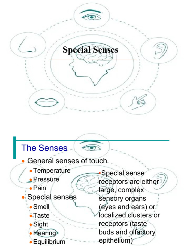 SPECIAL SENSES LAB | PDF | Taste | Ear