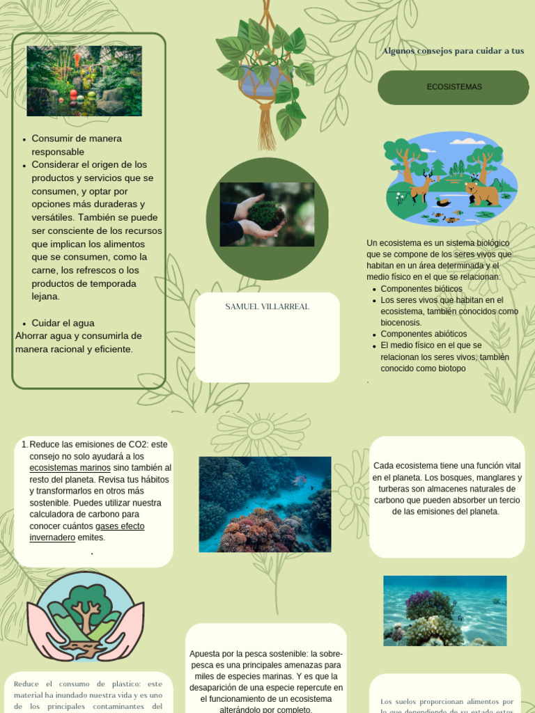Folleto Tríptico Consejos Para Cuidar A Tus Plantas Ilustrado Verde 1951