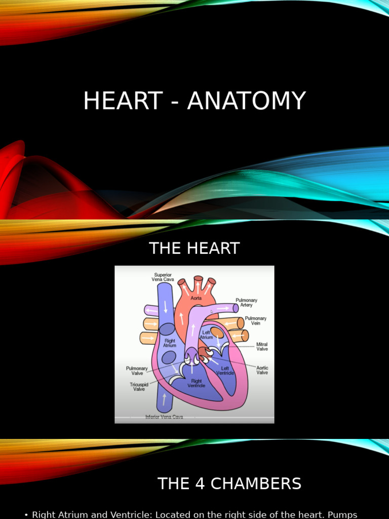 Heart_Anatomy | PDF | Atrium (Heart) | Heart Valve