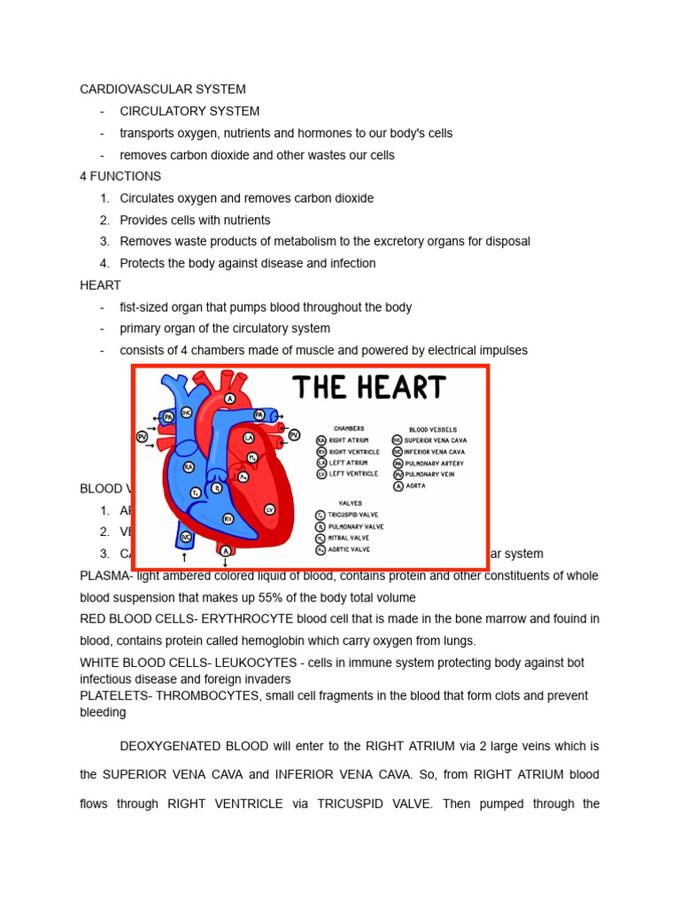 Anaphy Final | PDF | Respiratory Tract | Blood