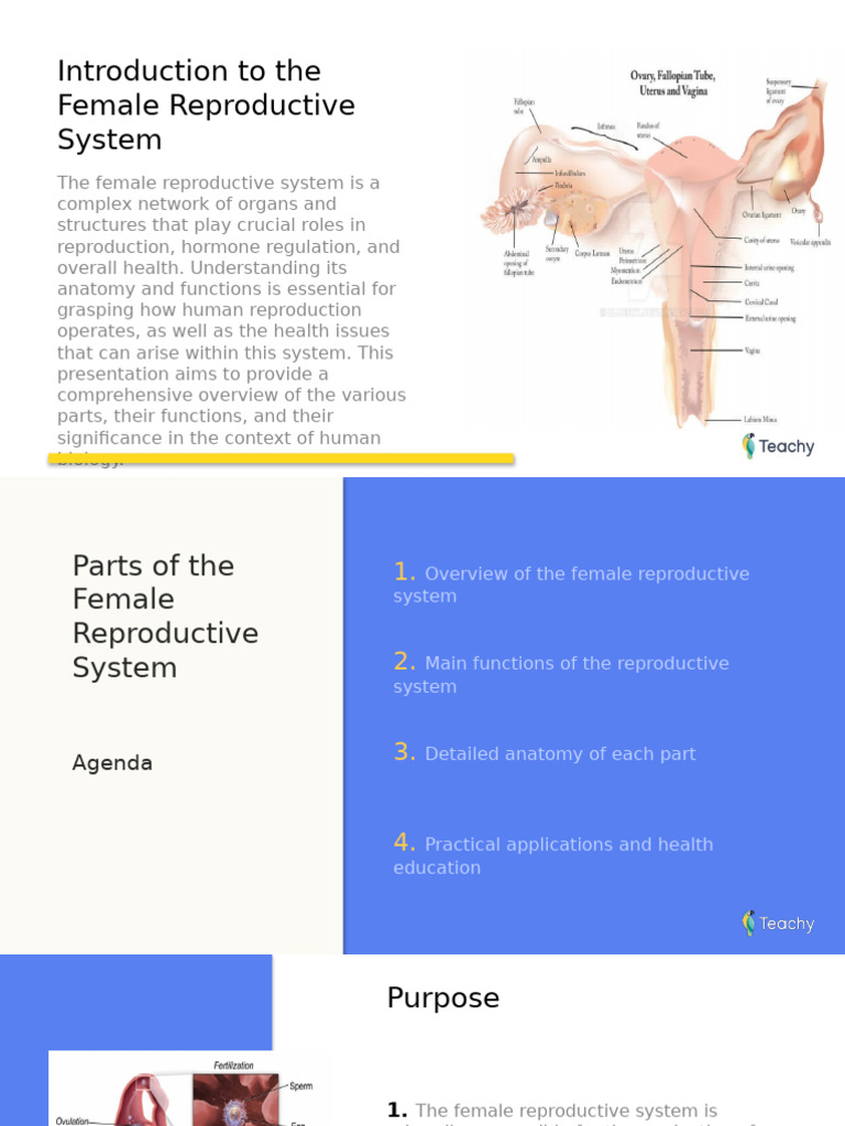Slide Parts of The Female Reproductive System of Human | PDF | Ovary ...