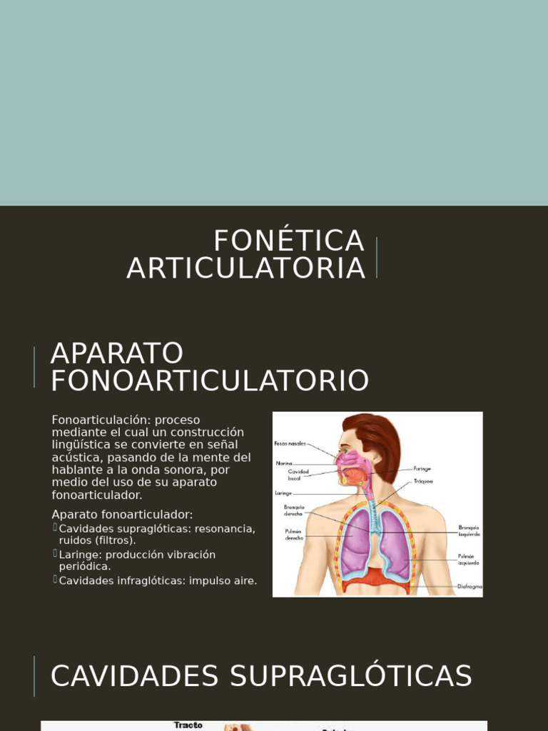 3 FonÃ©tica Articulatoria | PDF