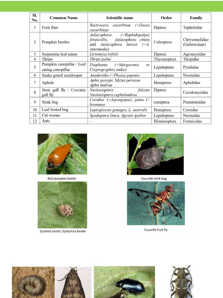Cucurbits and Crucifers Pest Management | PDF | Pupa | Lepidoptera