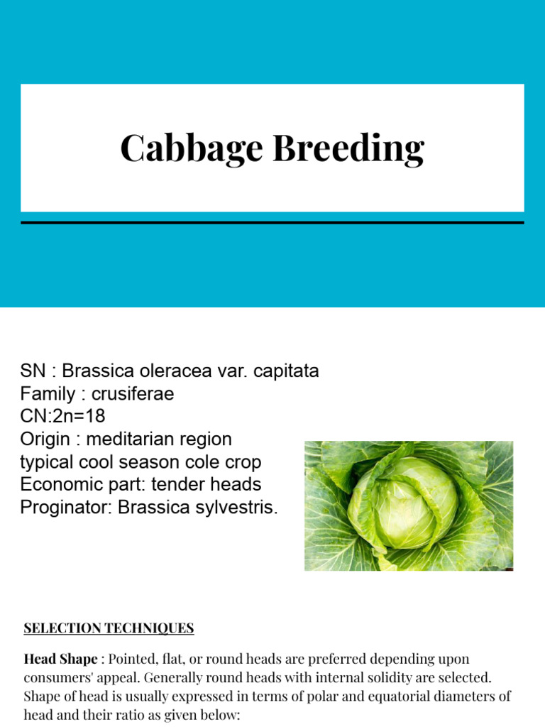 Cabbage breeding | PDF | Hybrid (Biology) | Plant Breeding