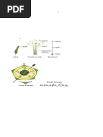Safranin Staining Methods 1 | PDF | Staining | Laboratory Techniques