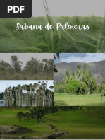 Características de la Sabana Húmeda con Palmeras | PDF | Deforestación ...