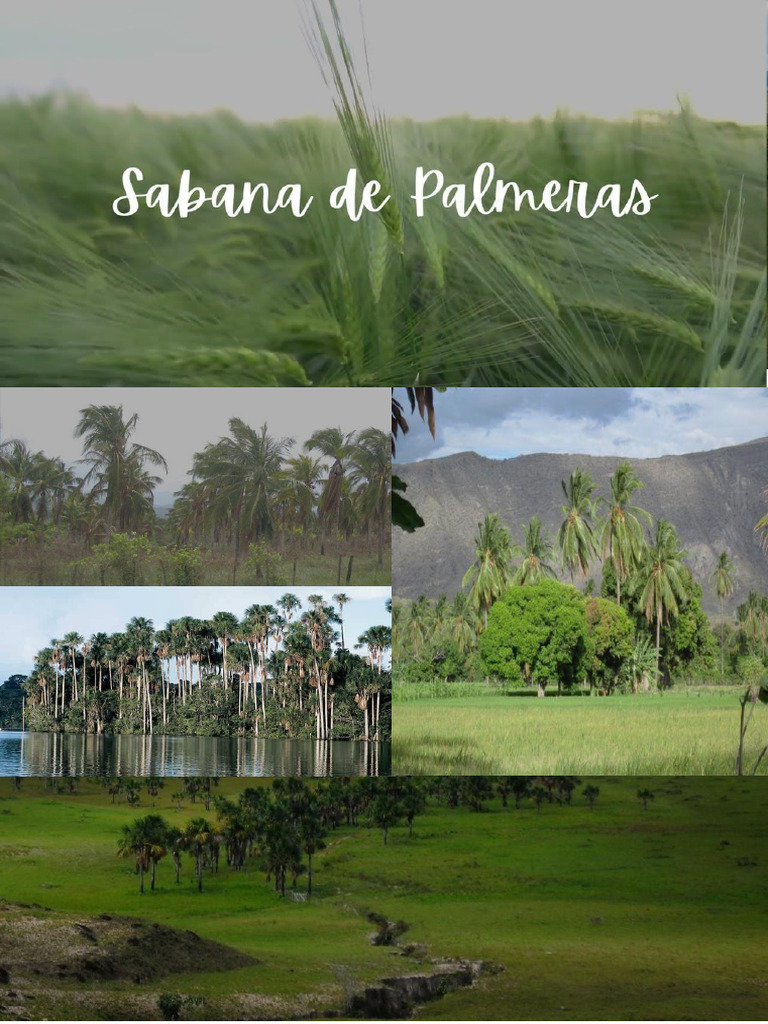 Sabana de Palmeras 3 | PDF | Sabana | Ciencias de la Tierra