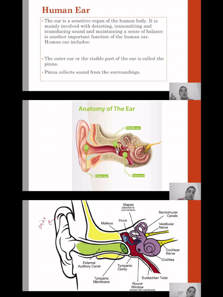 Human Ear | PDF